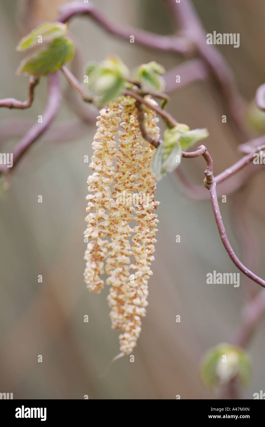 Contorted hazel corylus avellana contorta hi-res stock photography and ...