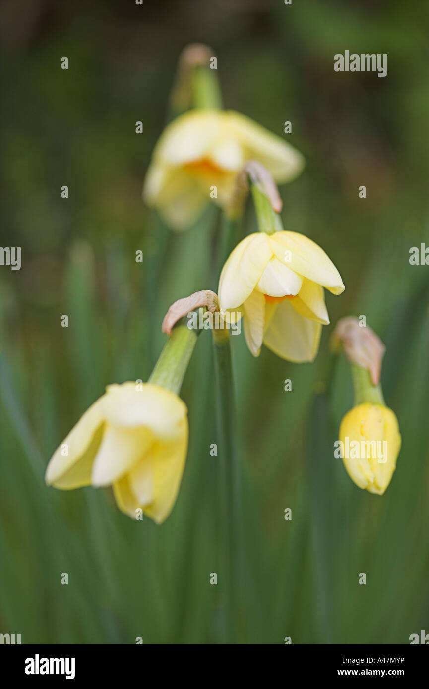 Daffodils in Spring Stock Photo - Alamy