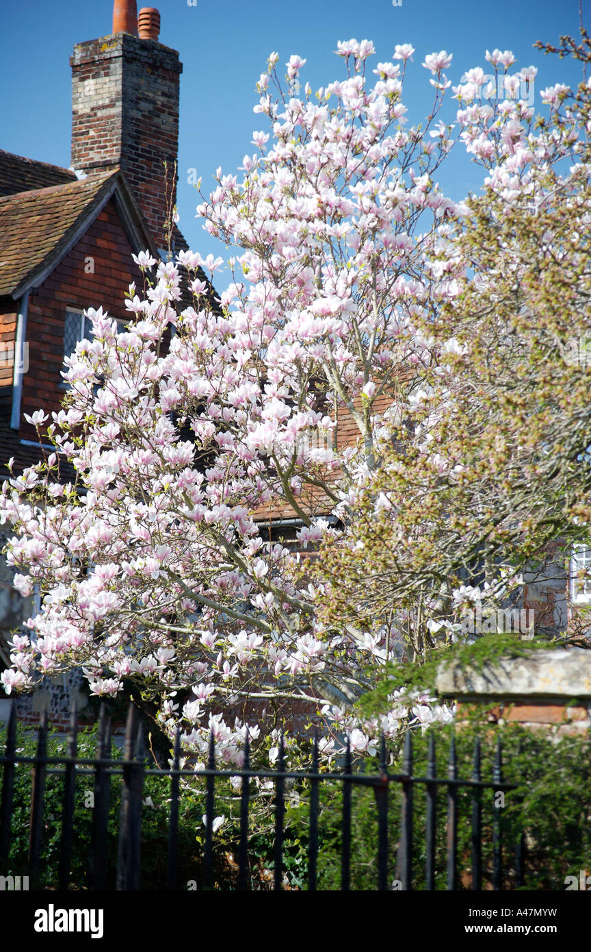 Spring Flowering Magnolia Stock Photo - Alamy