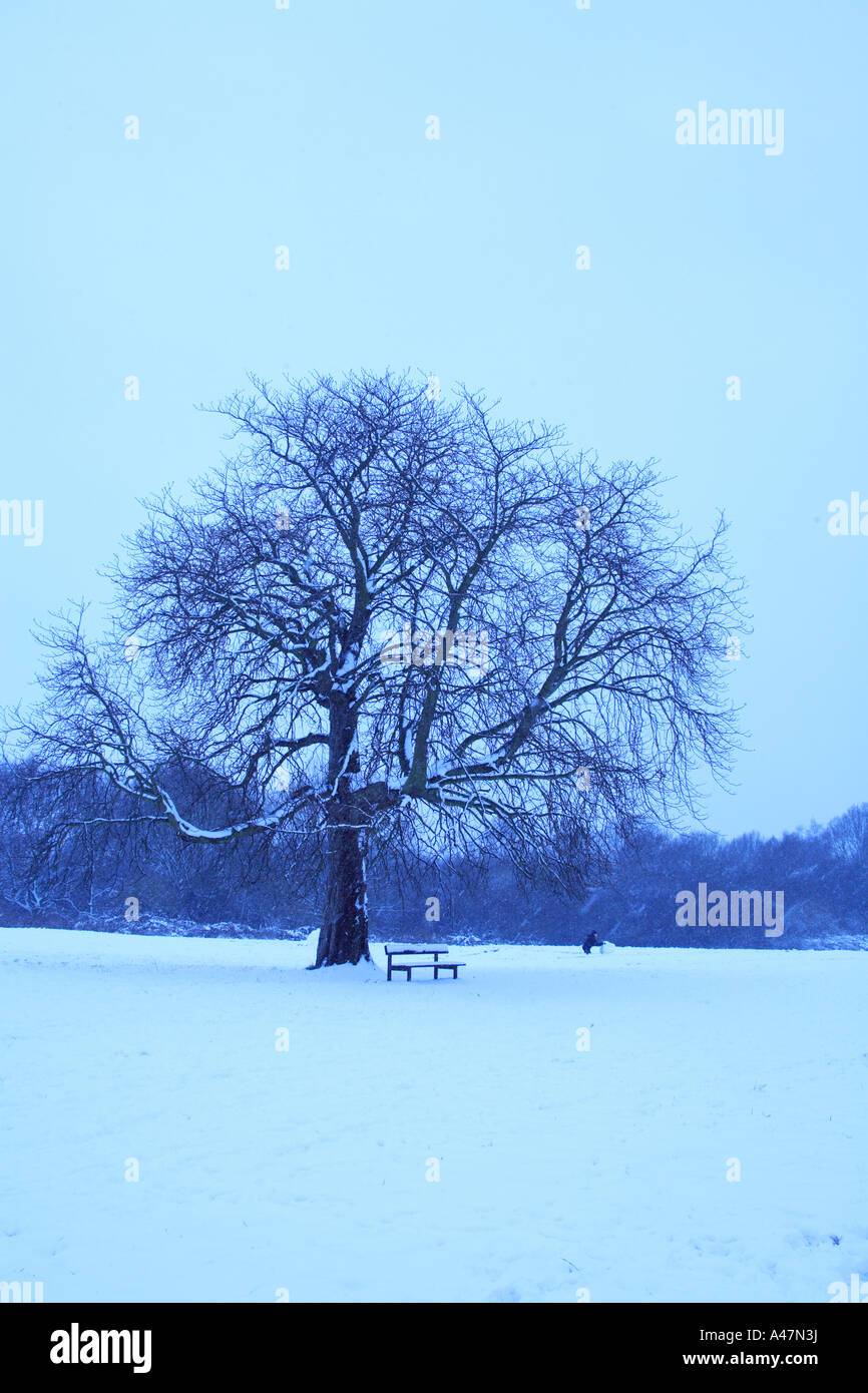 winter Tree snow Stock Photo - Alamy