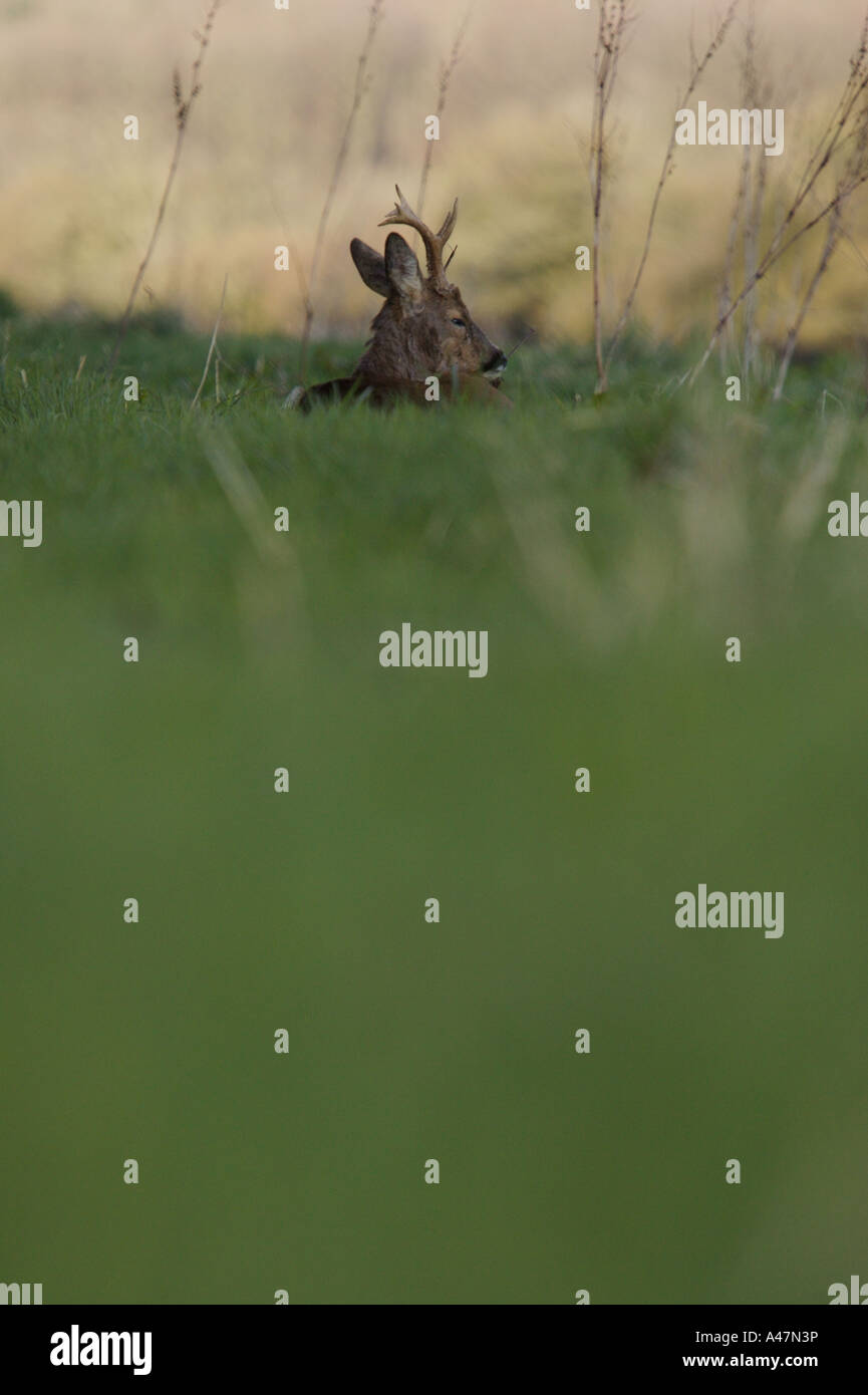 Resting Roe Buck Stock Photo - Alamy