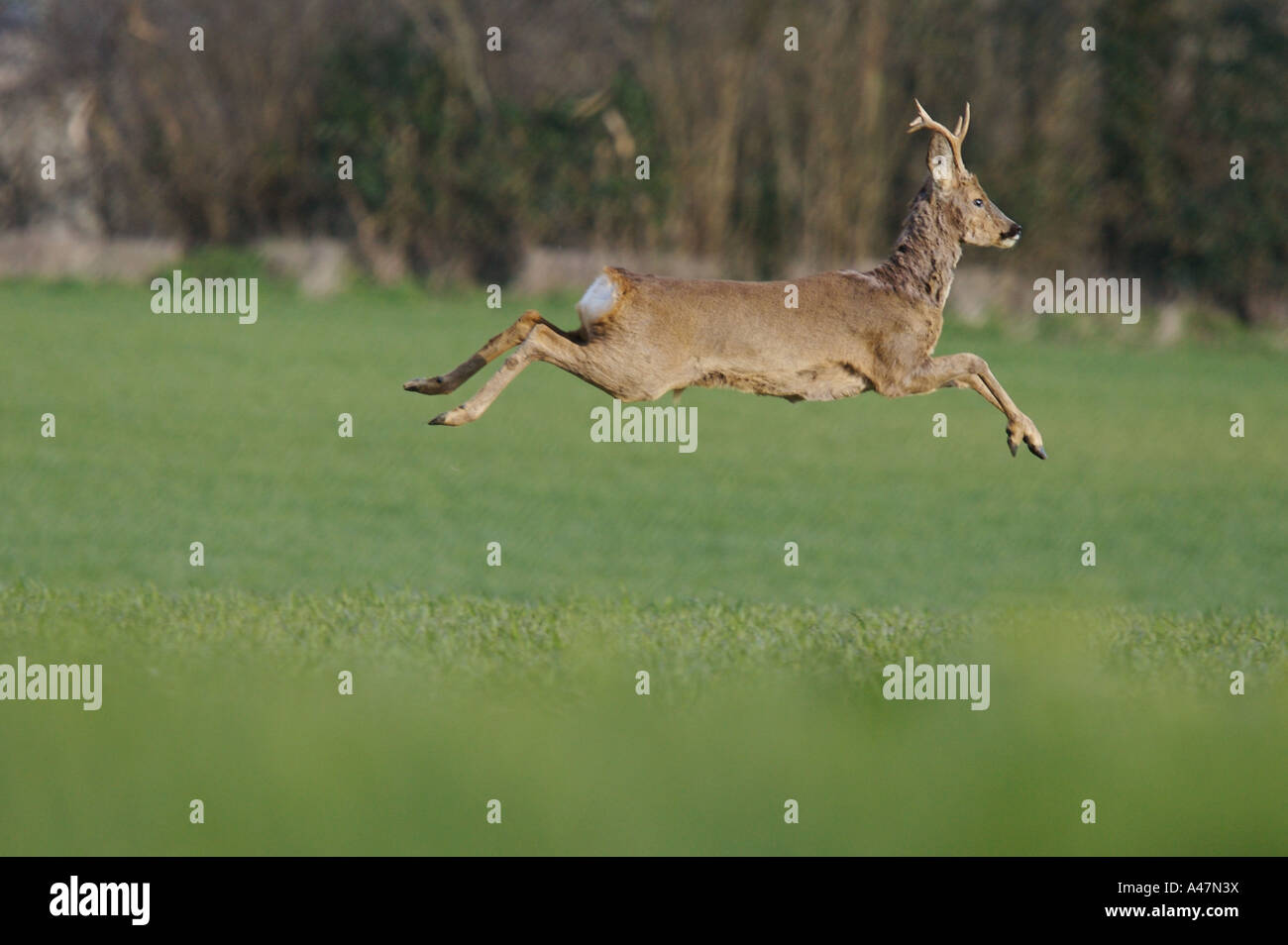Leaping Roe Buck Stock Photo - Alamy