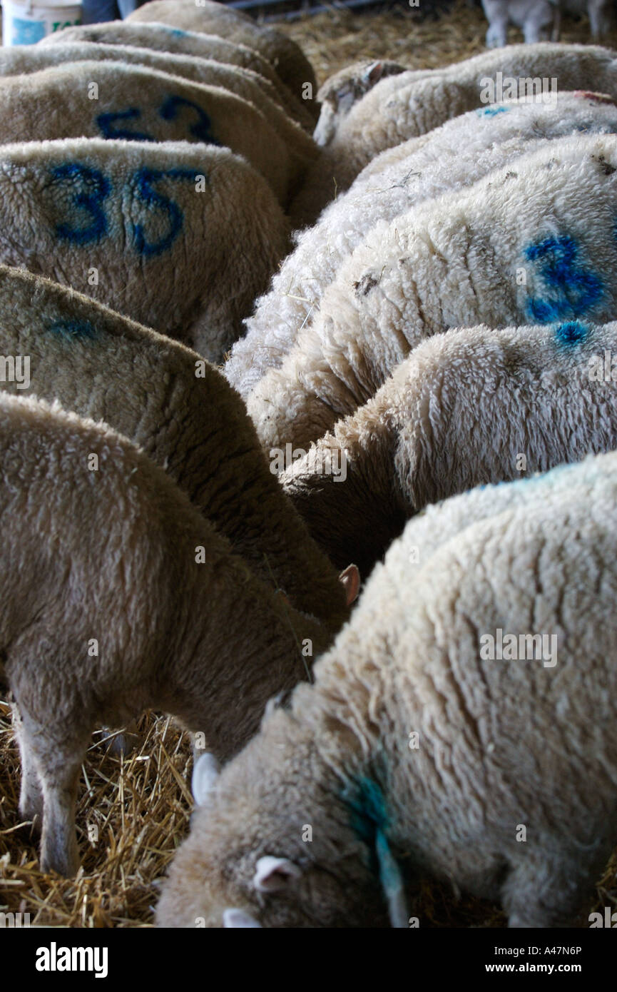 Ewes Feeding At Trough Stock Photo - Alamy