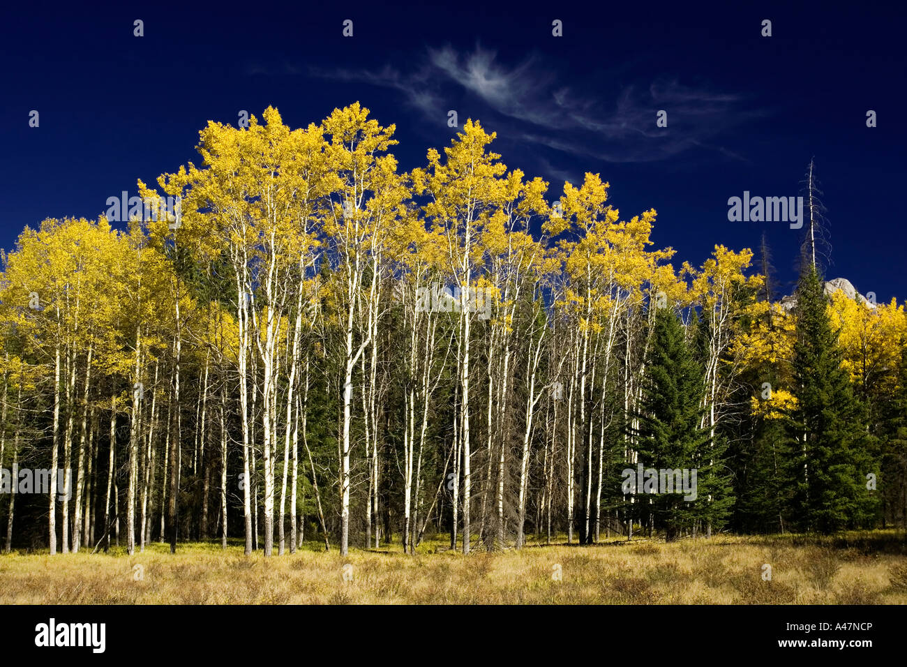 Aspen copse hi-res stock photography and images - Alamy