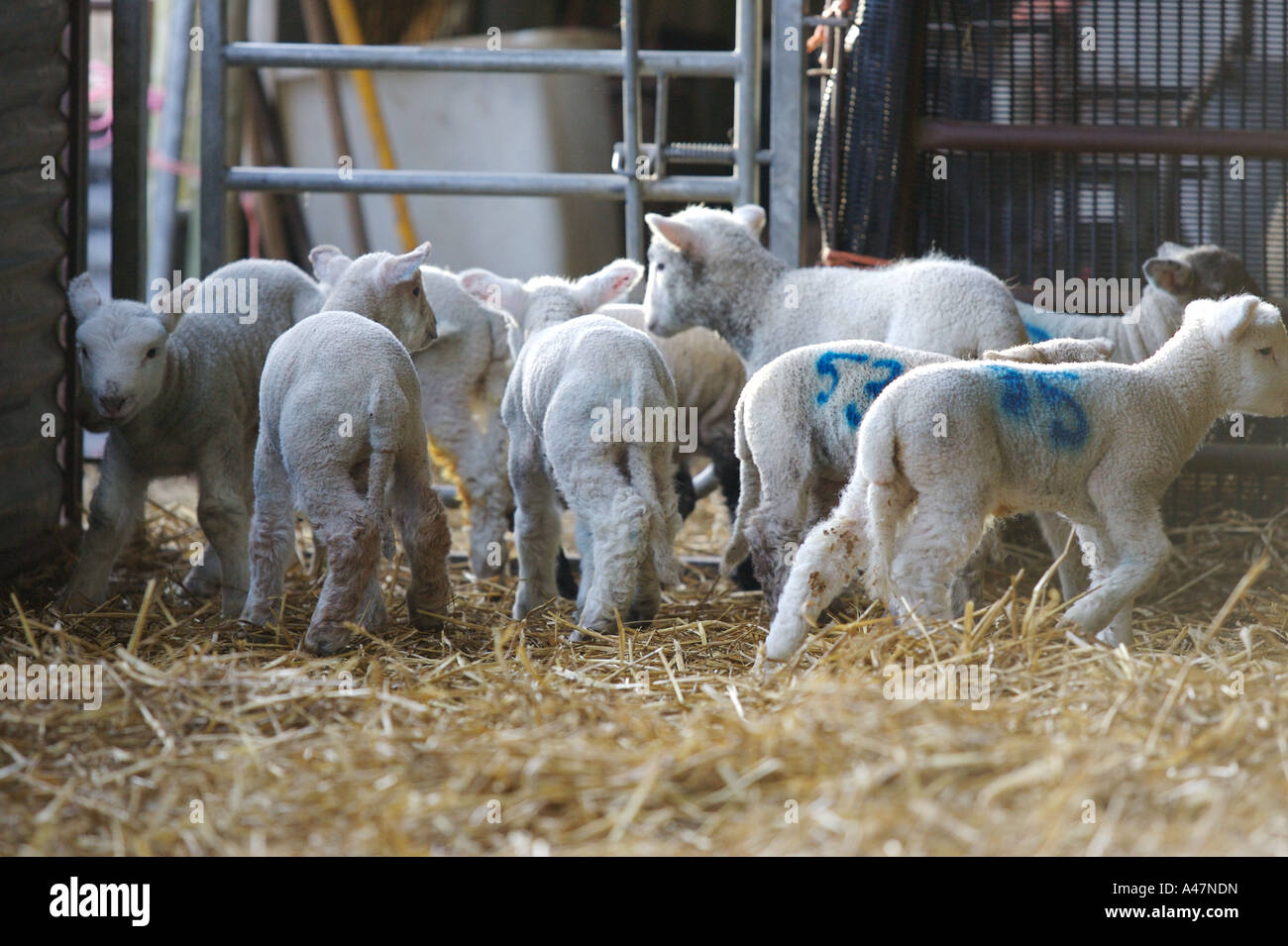 Spring lambs wiltshire hi-res stock photography and images - Alamy