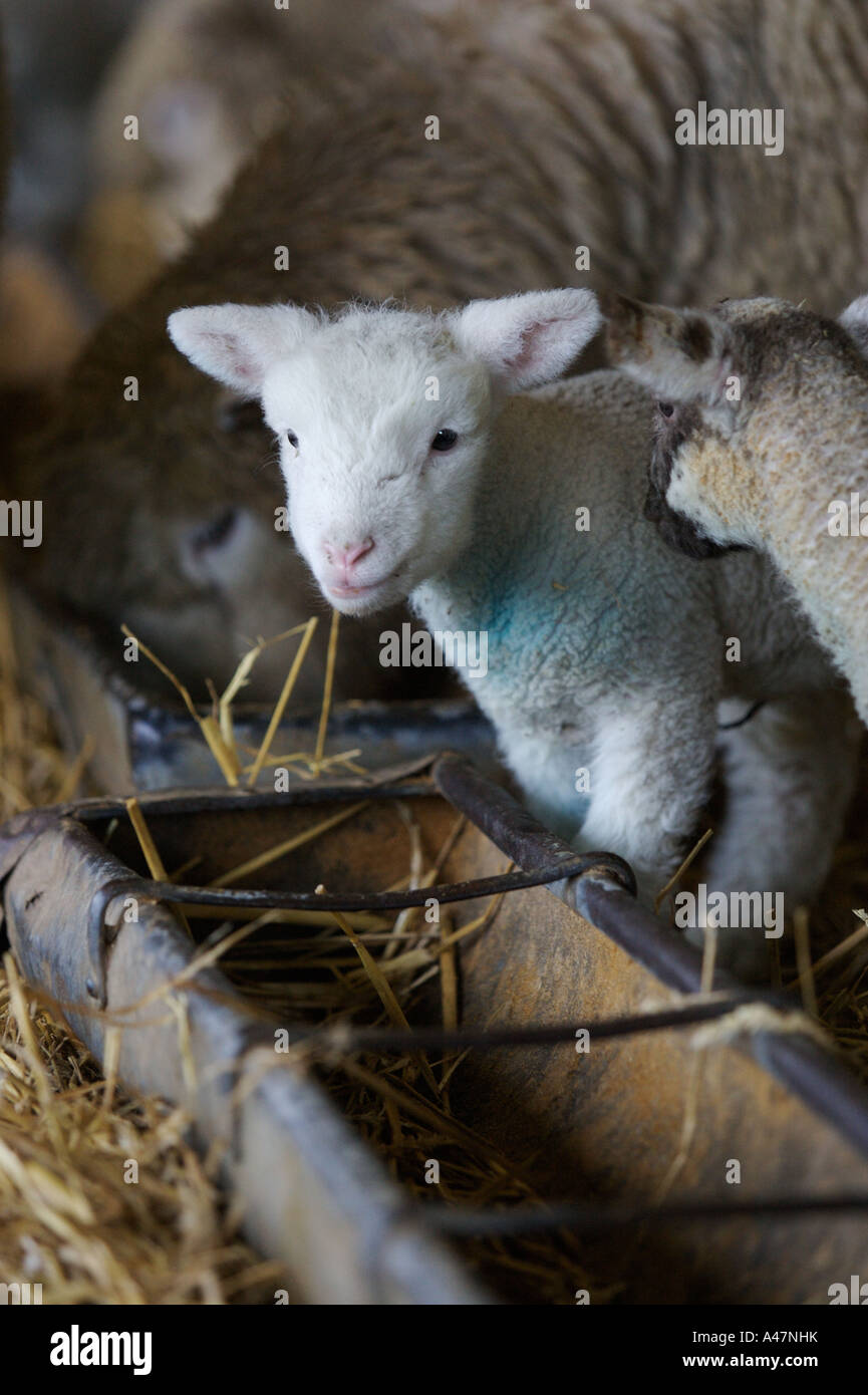 Spring lambs wiltshire hi-res stock photography and images - Alamy
