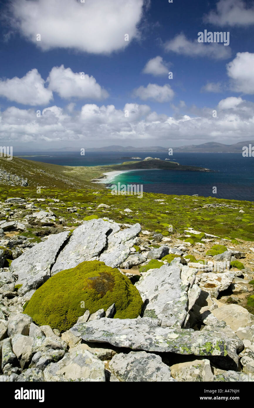 Falklands plant plants hi-res stock photography and images - Alamy