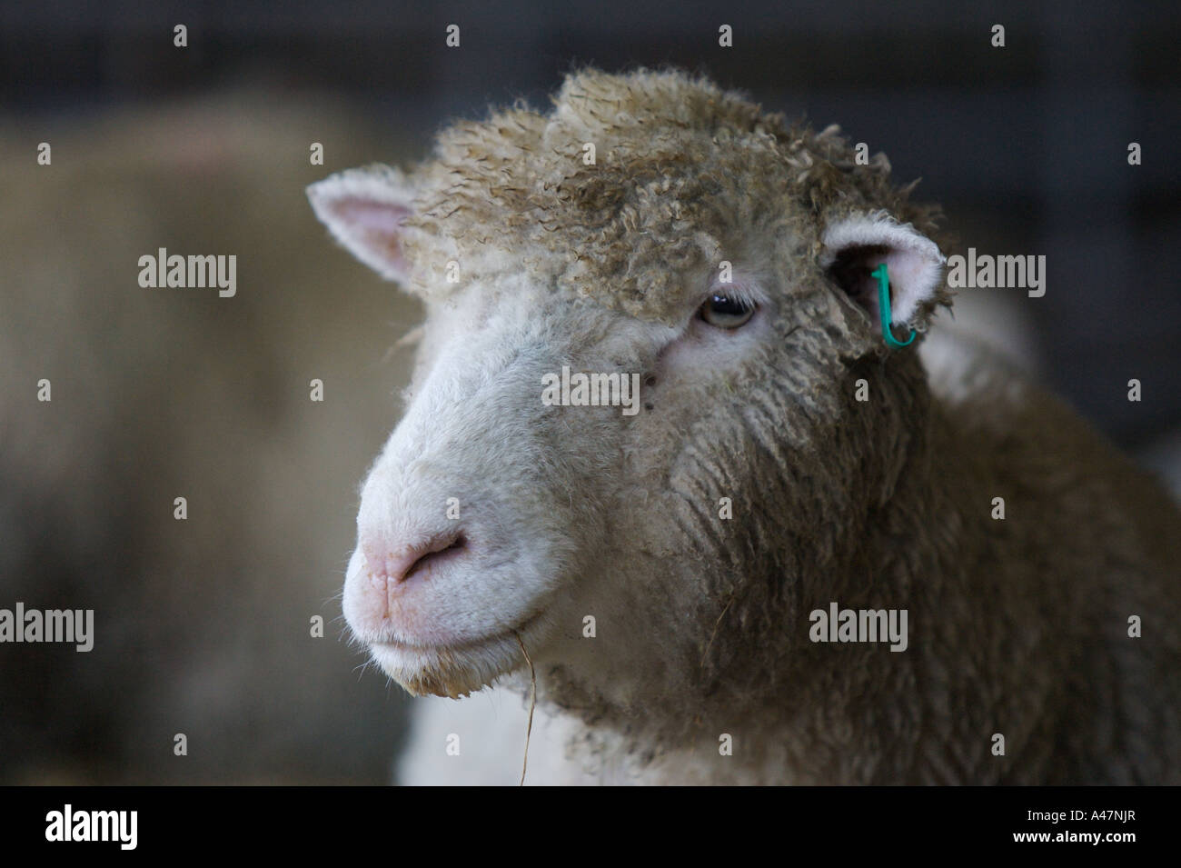 Rearing of ewe hi-res stock photography and images - Alamy