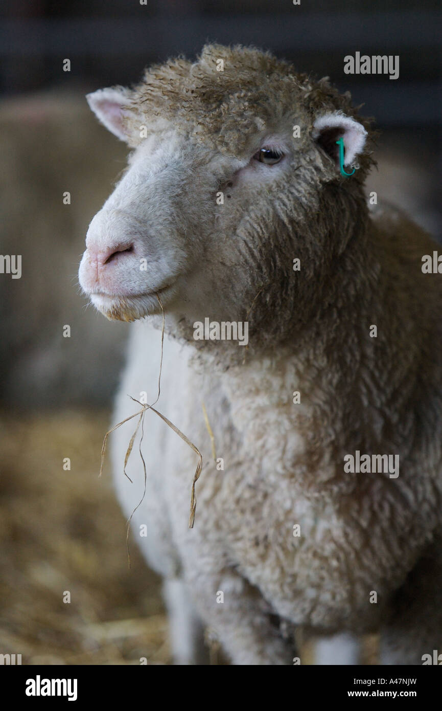 Rearing of ewe hi-res stock photography and images - Alamy