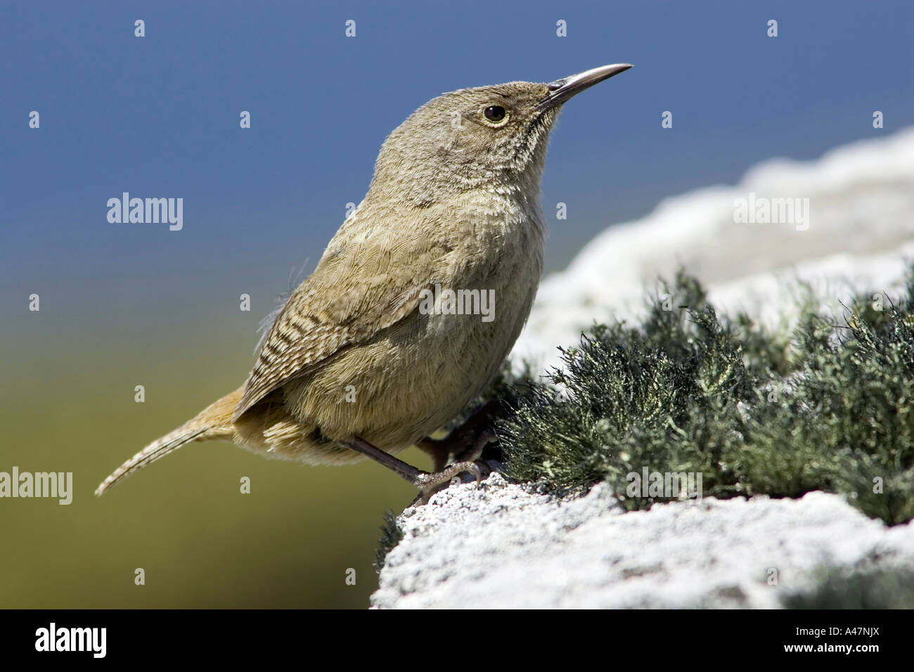 Adult Cobb s Wren a falklands endemic species Stock Photo - Alamy