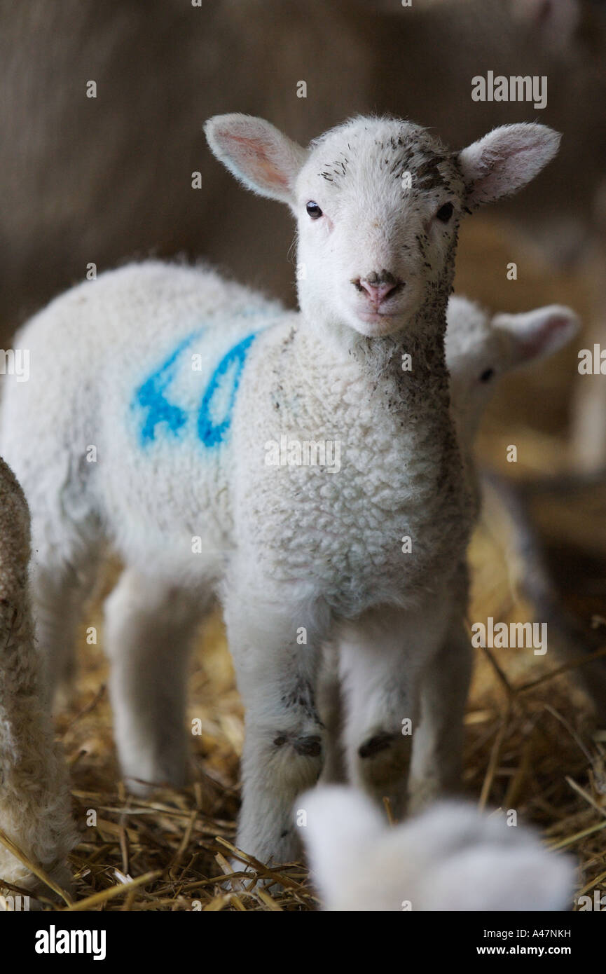 Lamb rearing hi-res stock photography and images - Alamy
