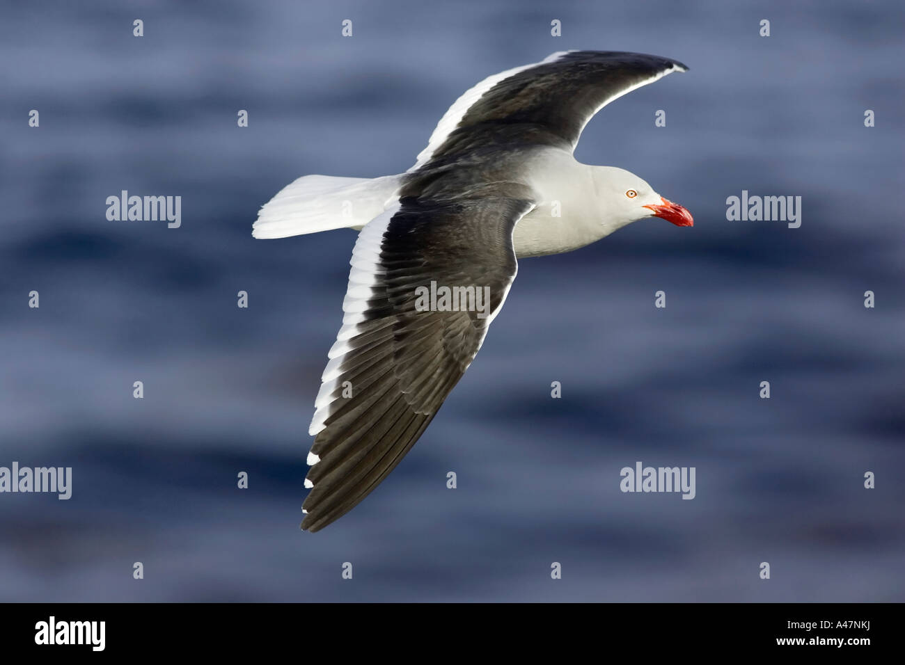 Adult dolphin gull in flight Stock Photo - Alamy