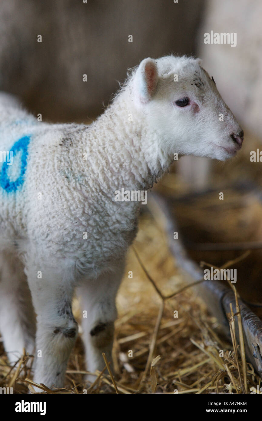 Lamb rearing hi-res stock photography and images - Alamy