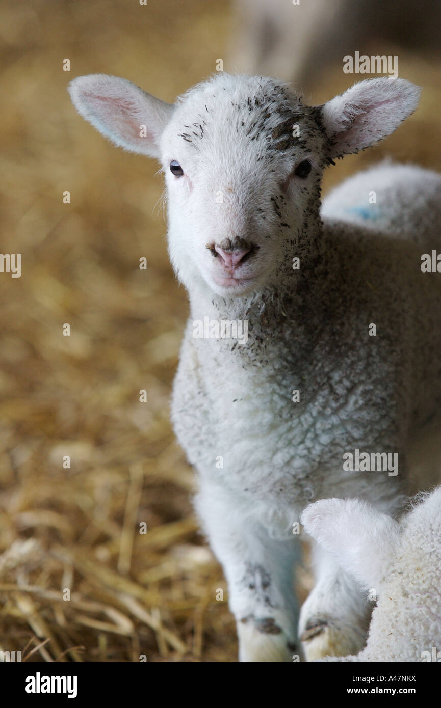 Lamb rearing hi-res stock photography and images - Alamy