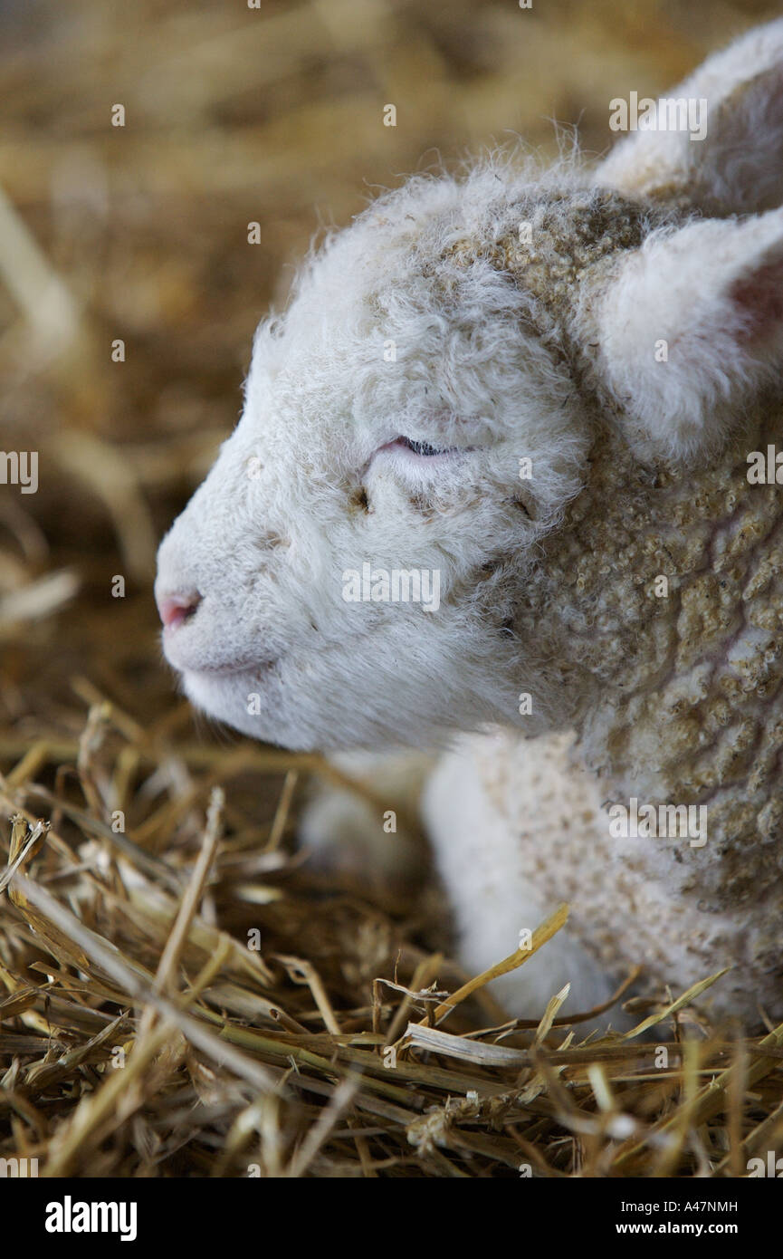 Early spring lamb hi-res stock photography and images - Alamy
