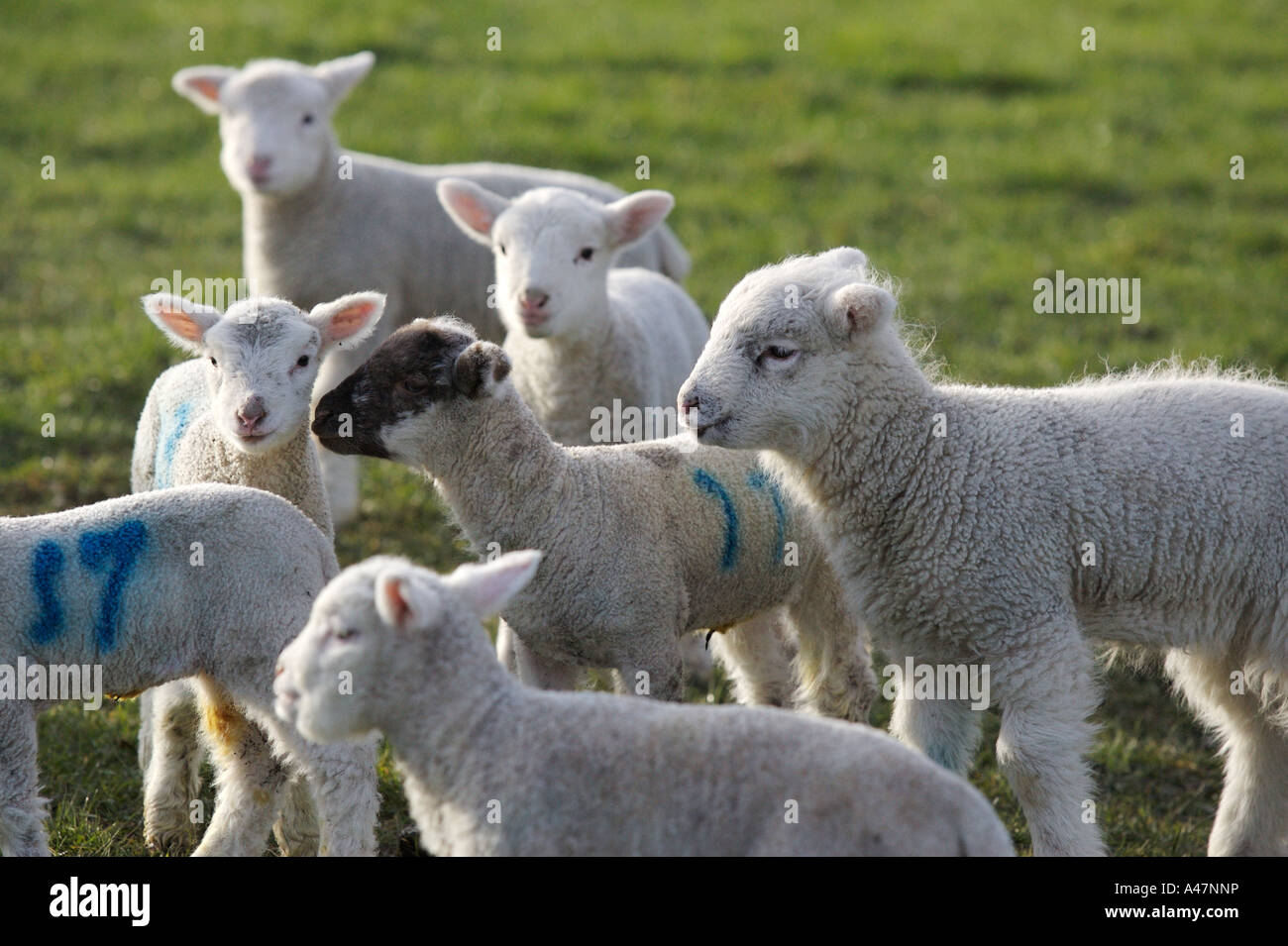 Spring lambs wiltshire hi-res stock photography and images - Alamy