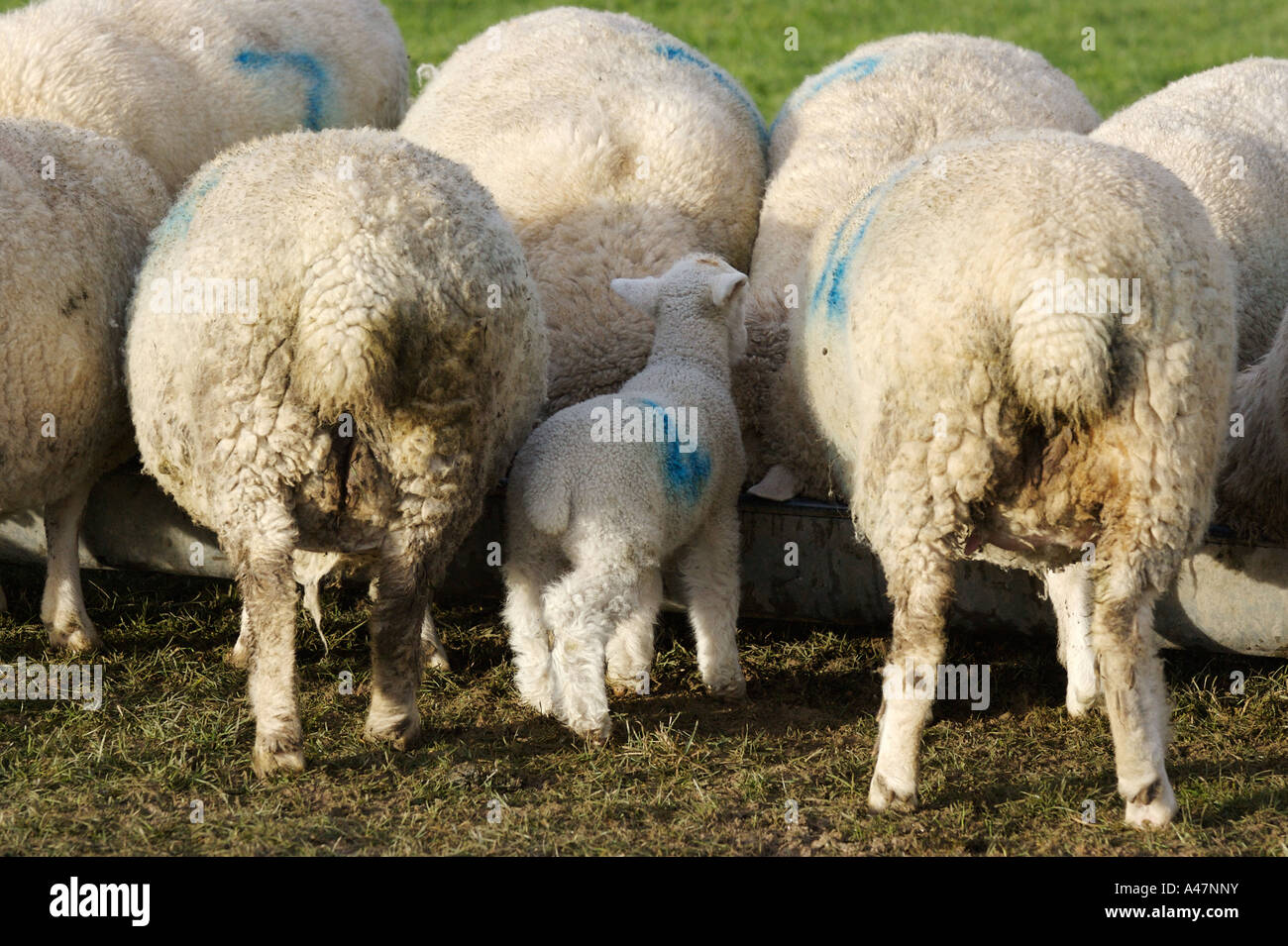 Lamb and Ewes Stock Photo - Alamy