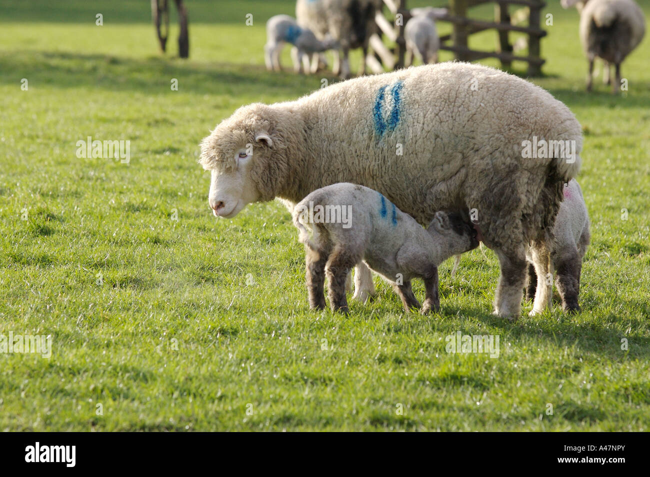 Spring Lambs Suckling Ewe Stock Photo - Alamy