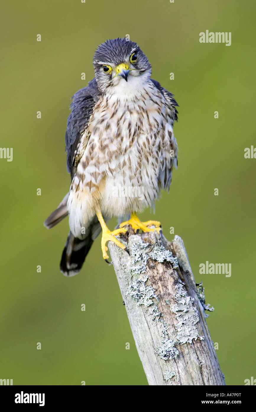 Adult male breeding Merlin perched on post Stock Photo - Alamy