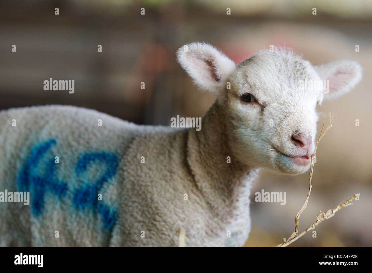 Lamb Eating Straw Stock Photo - Alamy
