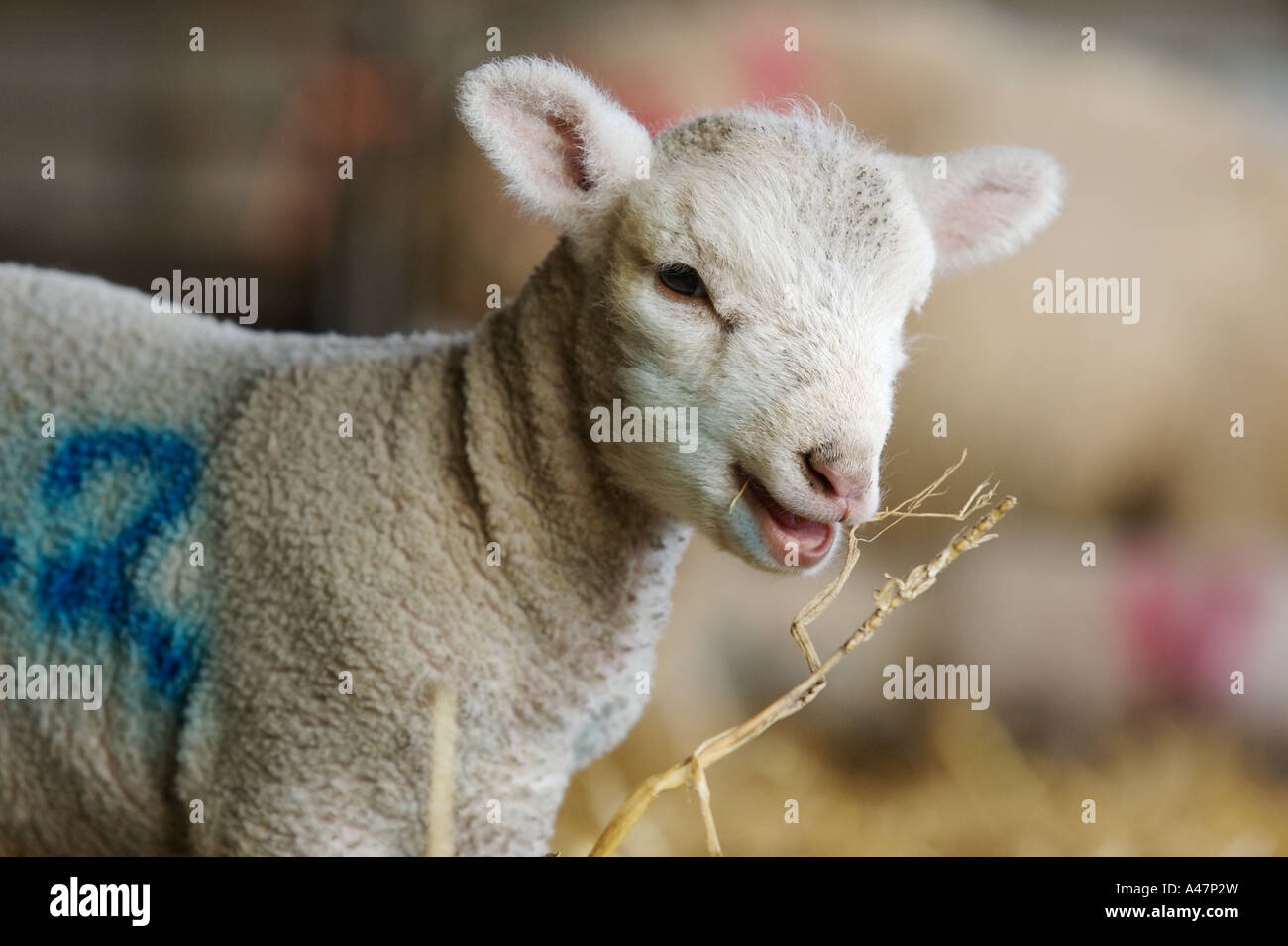 Lamb Eating Straw Stock Photo - Alamy