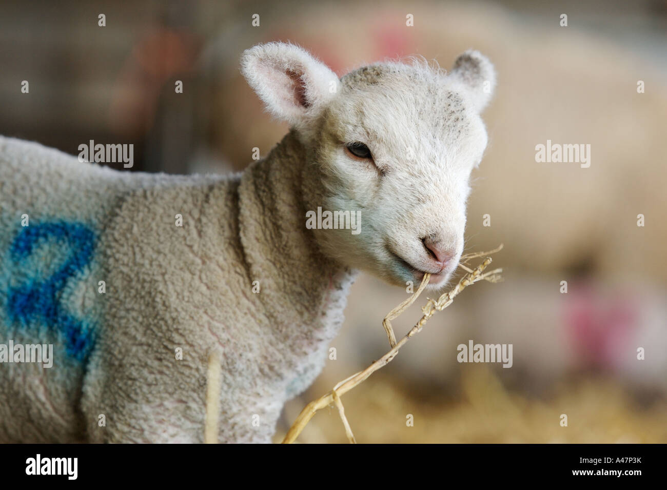 Lamb Eating Straw Stock Photo - Alamy