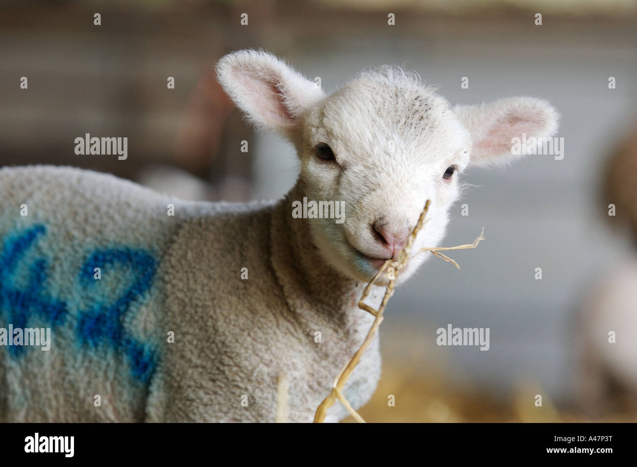 Lamb Eating Straw Stock Photo - Alamy