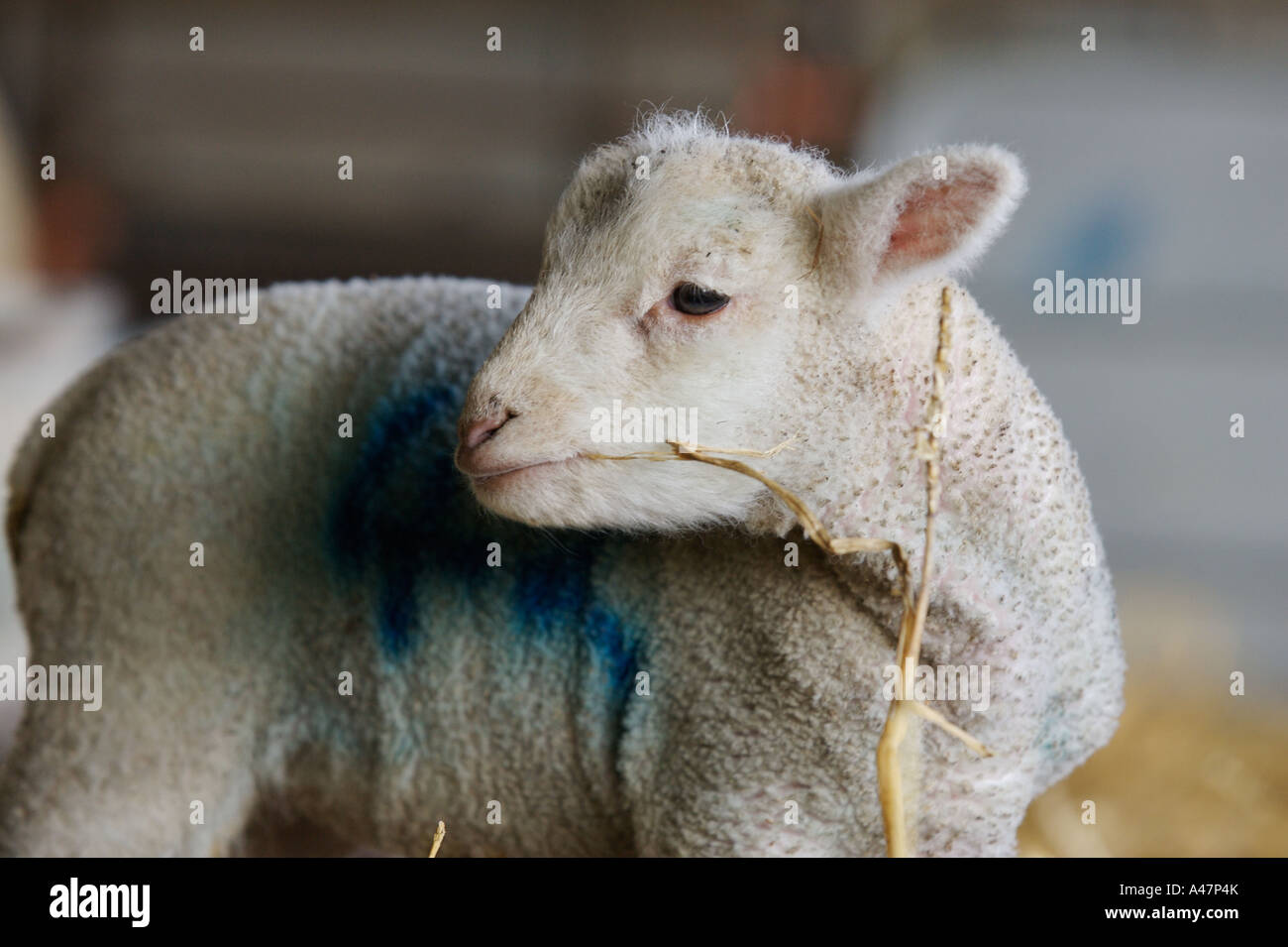 Lamb Eating Straw Stock Photo - Alamy