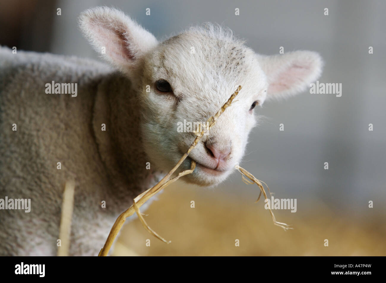 Lamb Eating Straw Stock Photo - Alamy