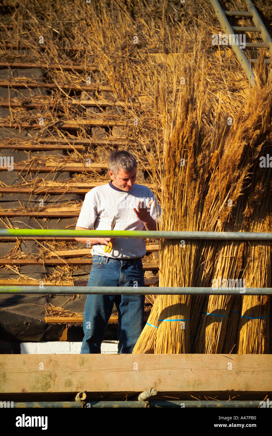 Thatcher at work on roof Stock Photo - Alamy