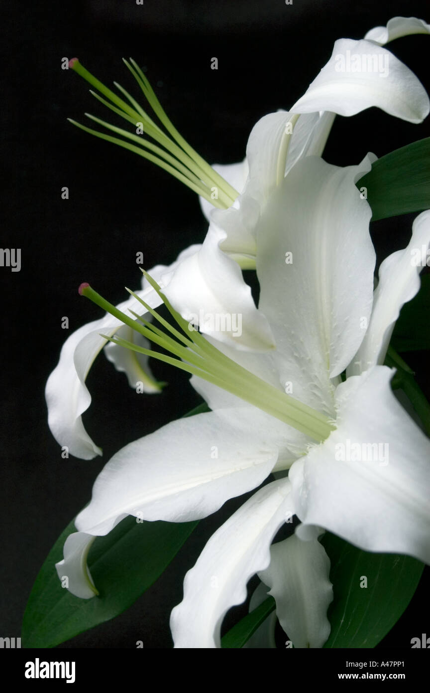 White lillies hi-res stock photography and images - Alamy