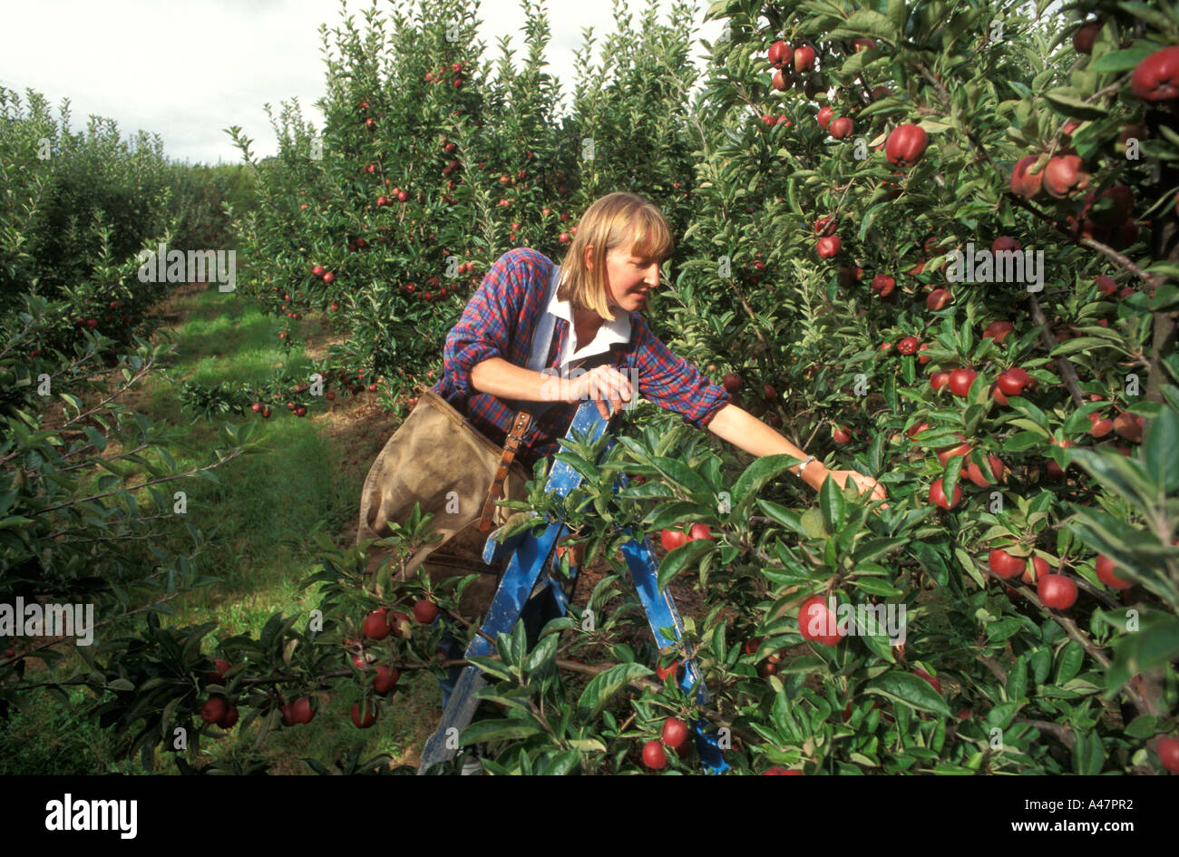 Fruit picking australia hi-res stock photography and images - Alamy
