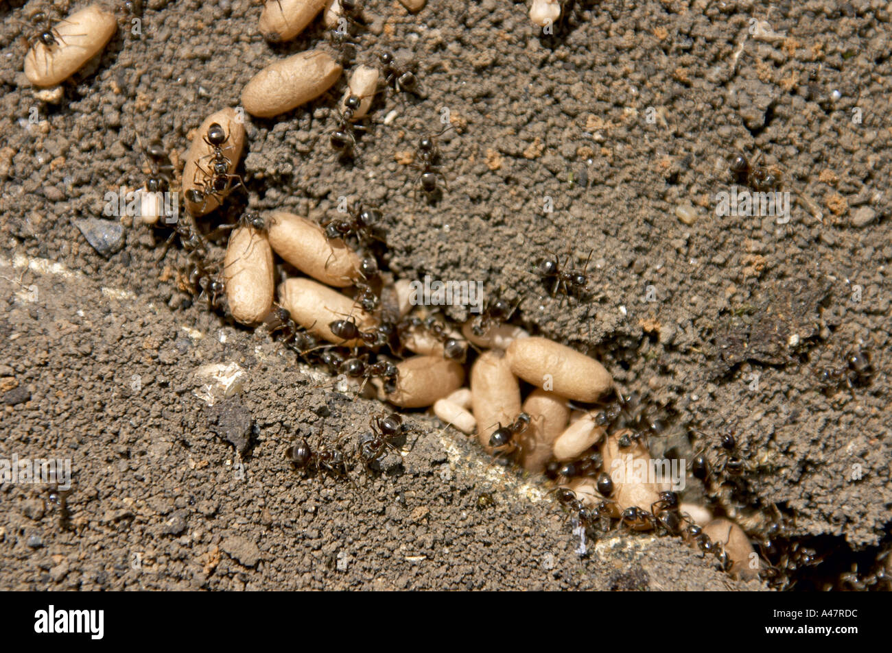 Disturbed ants hurriedly moving their eggs after their nest was ...