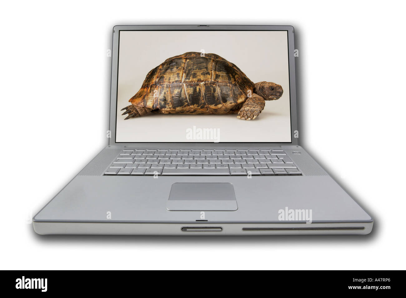 LAP TOP NOTE BOOK COMPUTER DISPLAYING PICTURE OF TORTOISE ON SCREEN ON ...