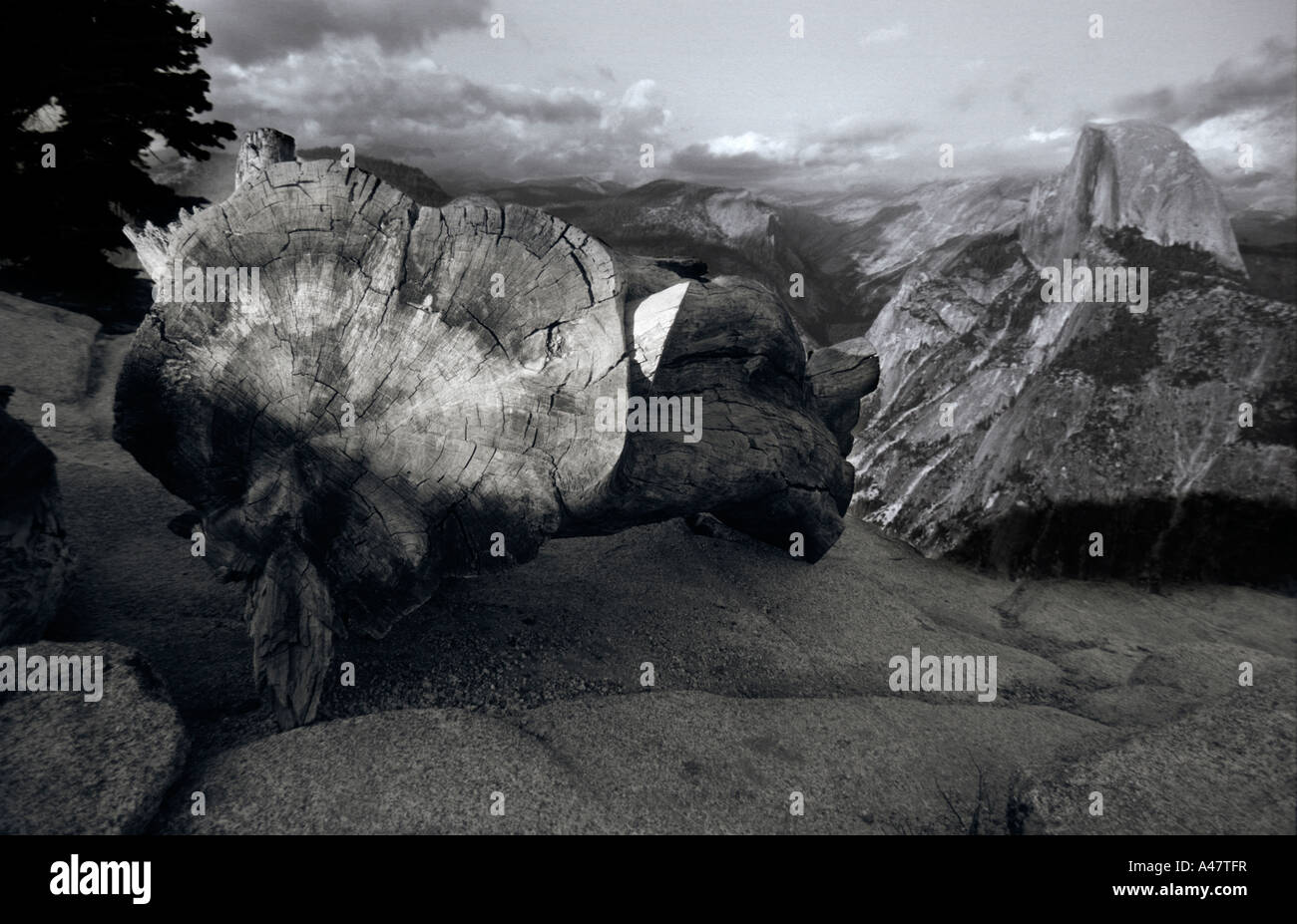 A fallen tree and Half Dome in Yosemite national Park California USA ...