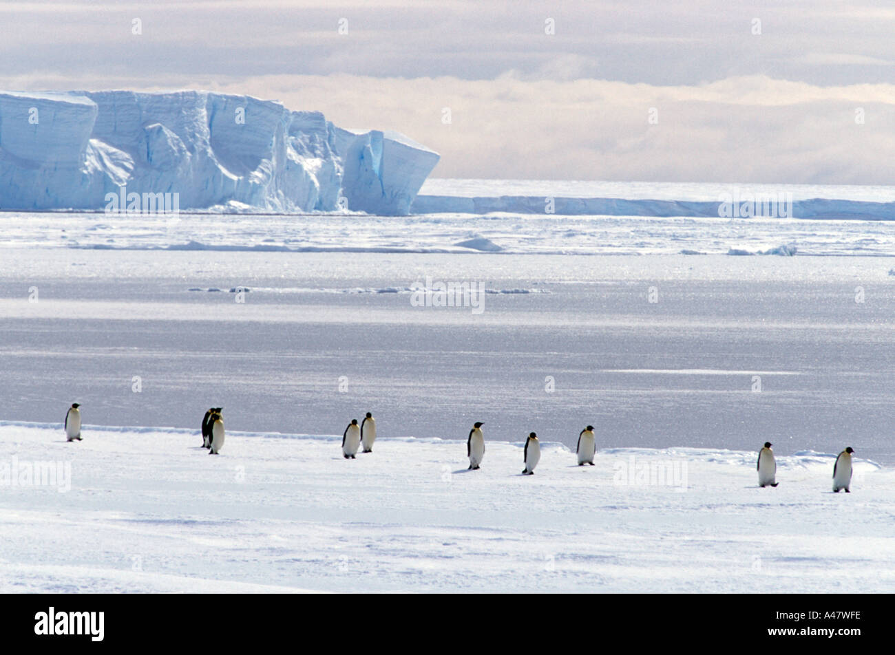 Emperor penguins atka bay hi-res stock photography and images - Alamy