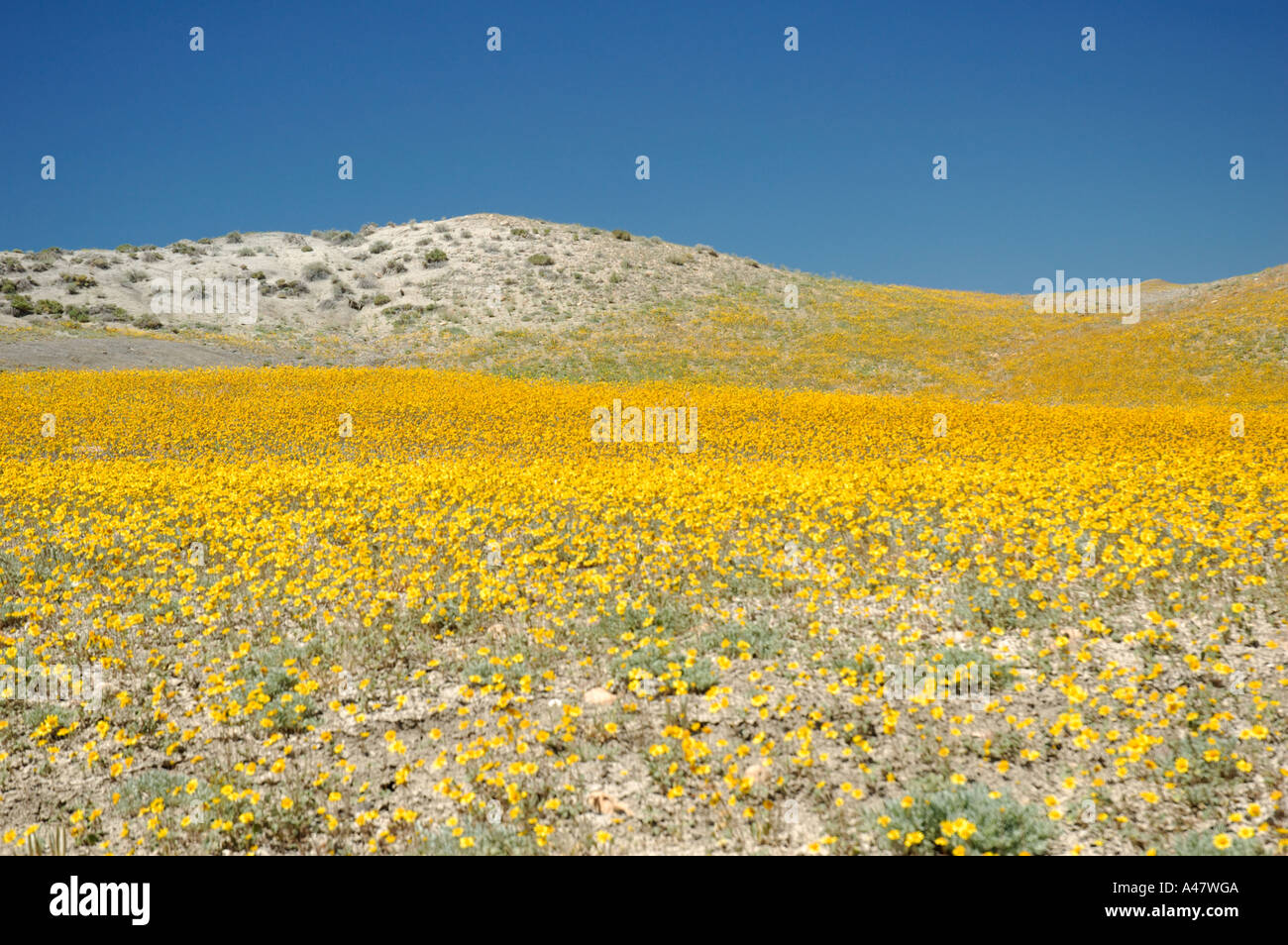 Field of Wildflowers in the Desert Stock Photo - Alamy