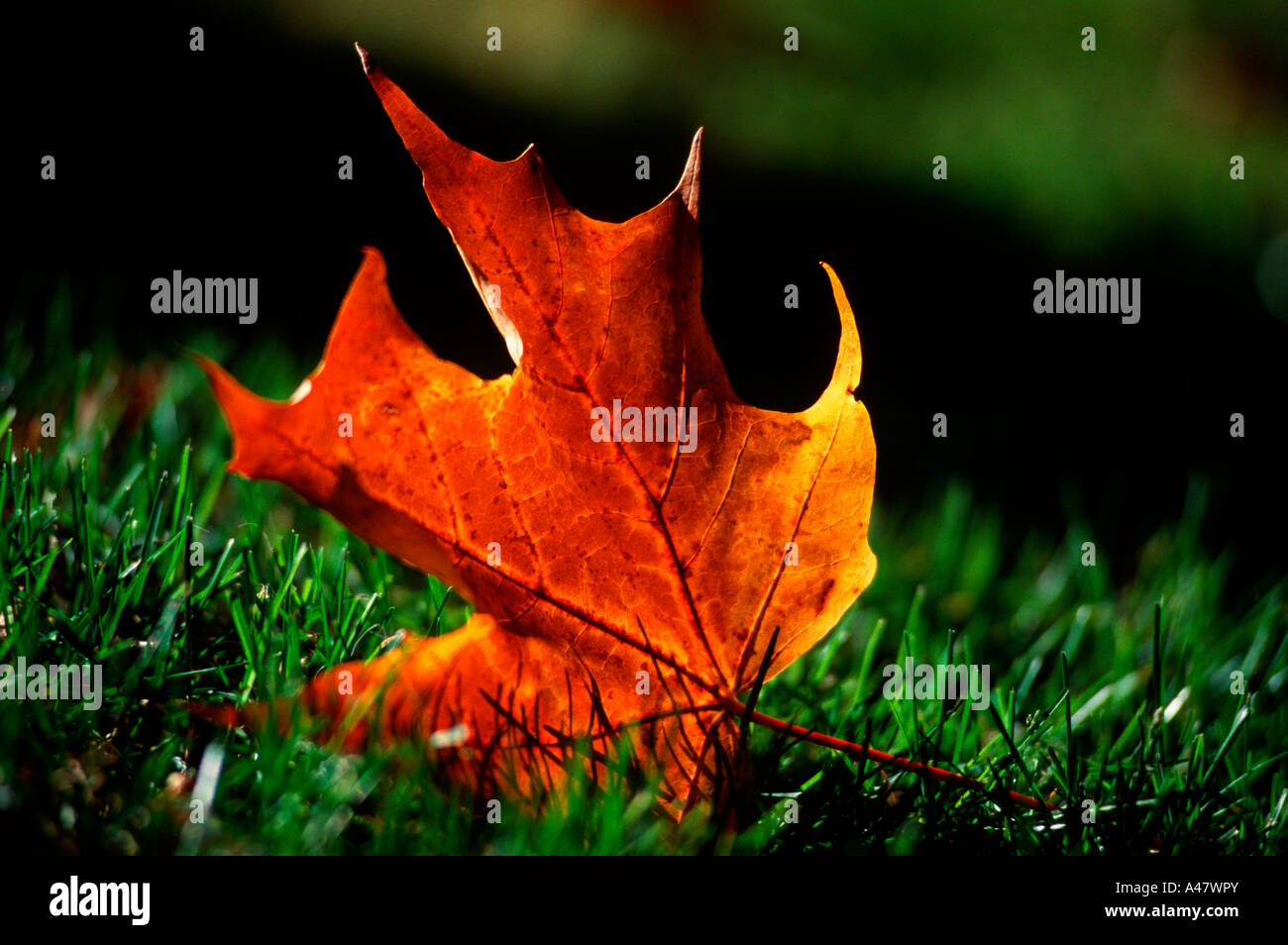 A fallen maple leaf glowing in the sun Stock Photo - Alamy