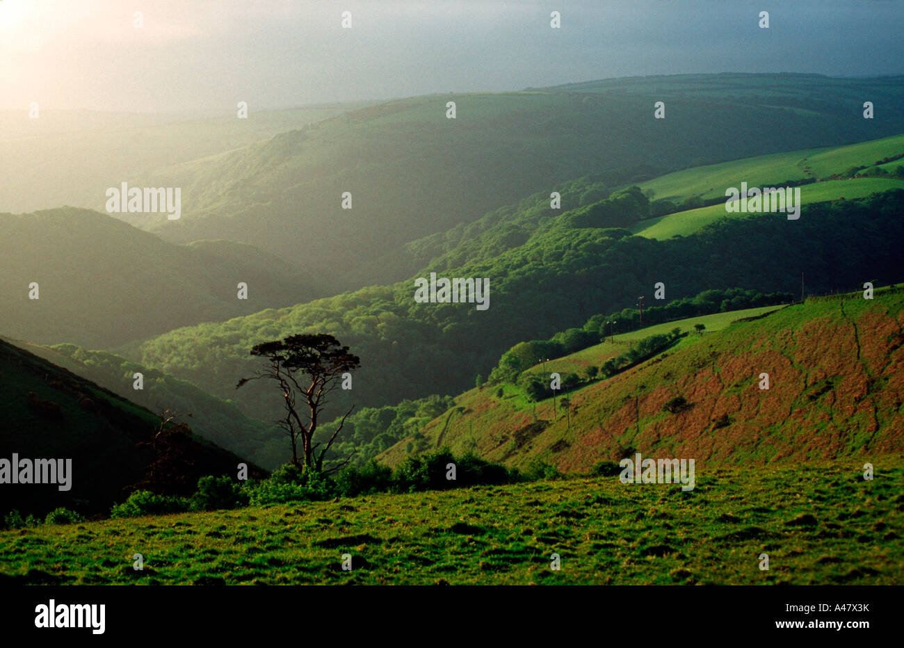 A lone tree on Exmoor Stock Photo - Alamy