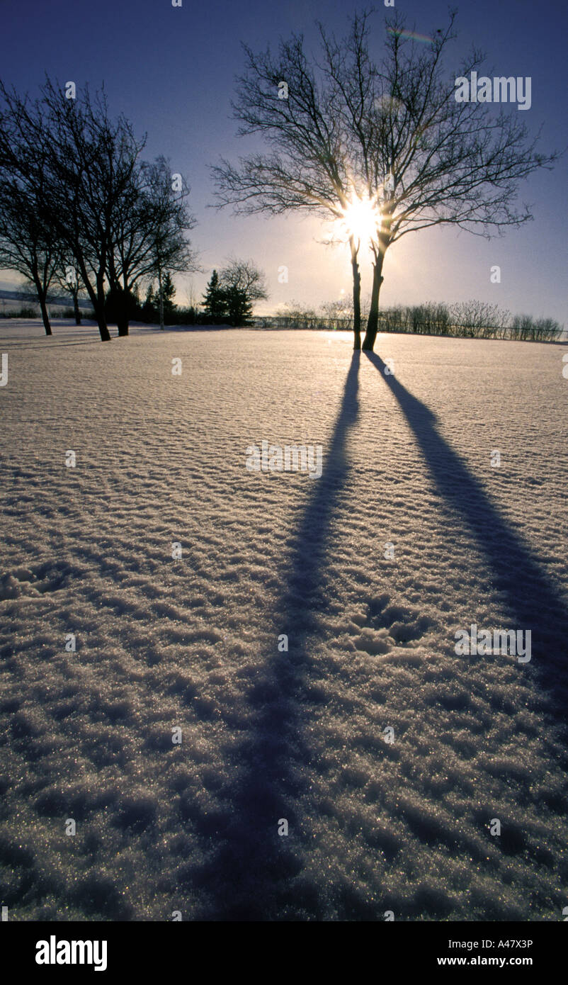 The sun setting behind a tree casting long shadows onto the snow Stock ...