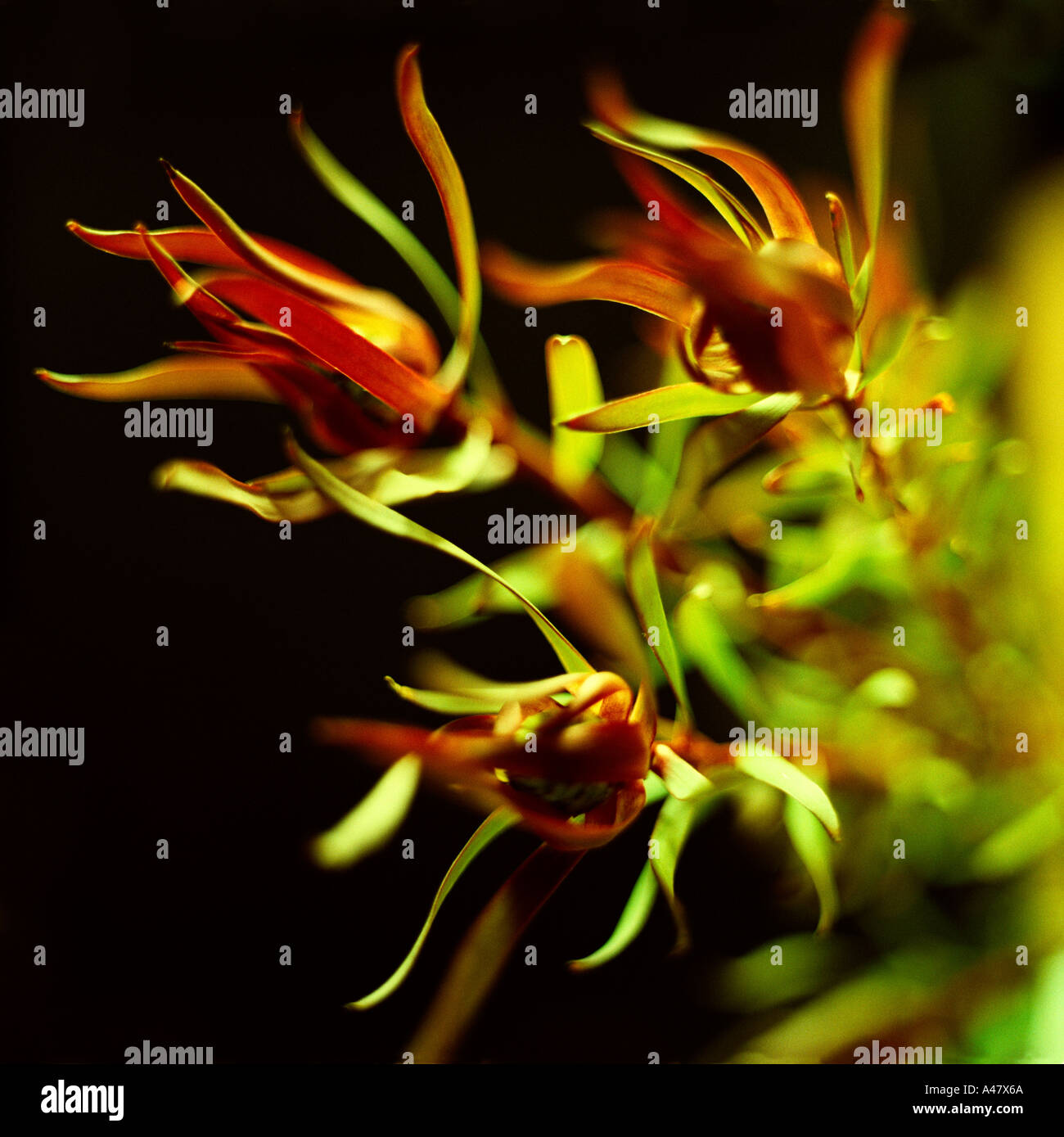 Safari Sunset Flower Stock Photos & Safari Sunset Flower Stock Images ...