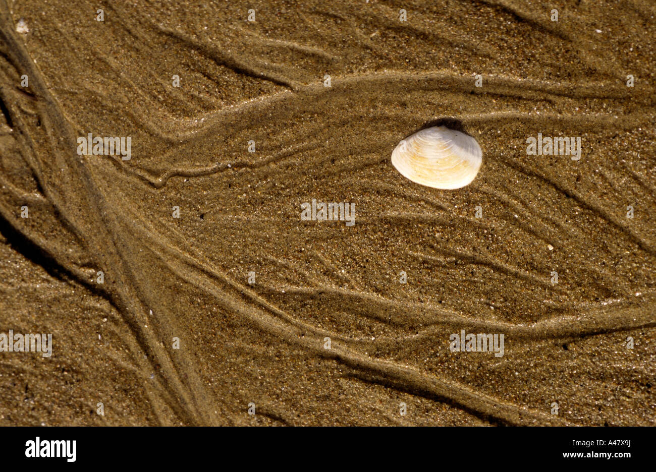 A shell and water patterns in the sand Stock Photo - Alamy