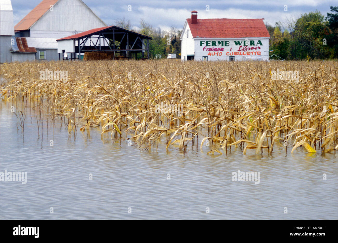 A flooded farm in Estrie Quebec Stock Photo - Alamy