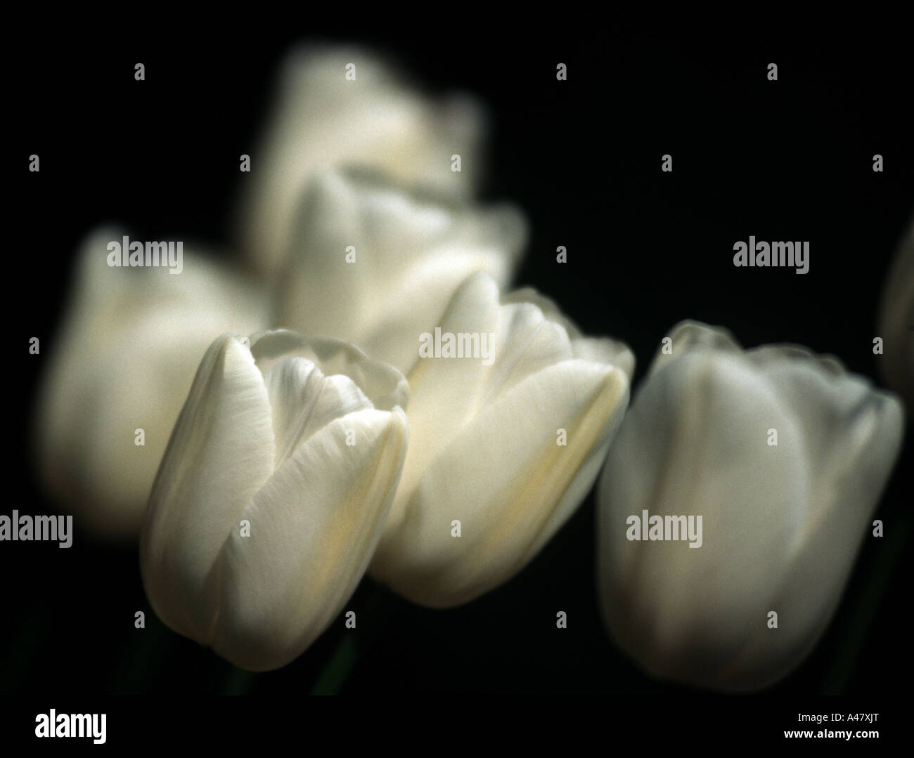 Soft focus backround hi-res stock photography and images - Alamy