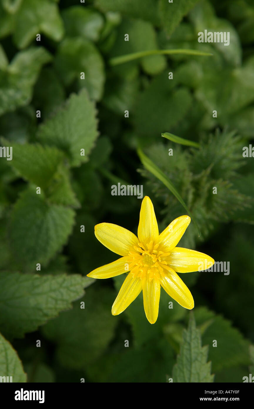 Generic flower hi-res stock photography and images - Alamy