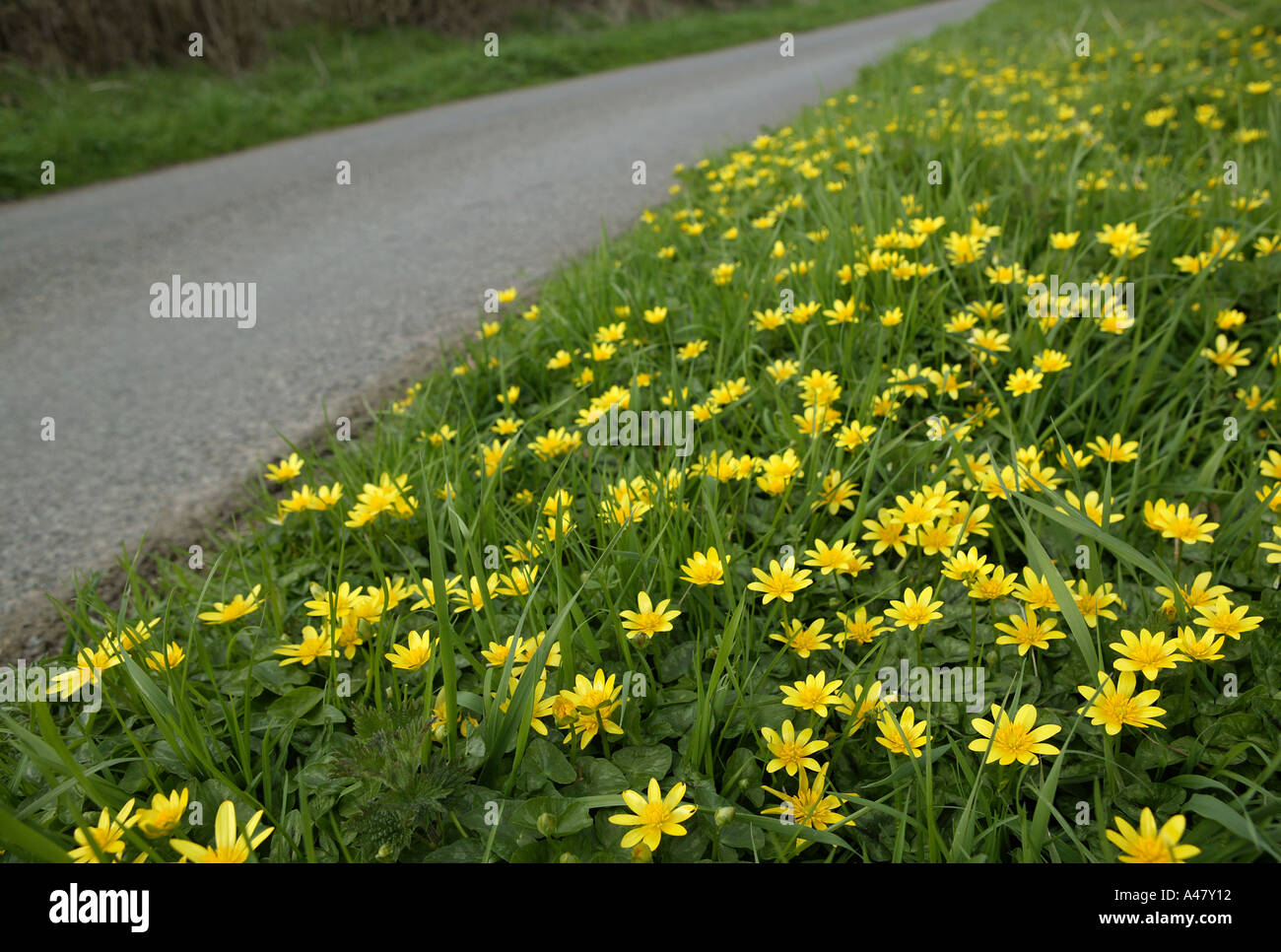 Yellow roadside flowers surrounded by green environment Stock Photo - Alamy
