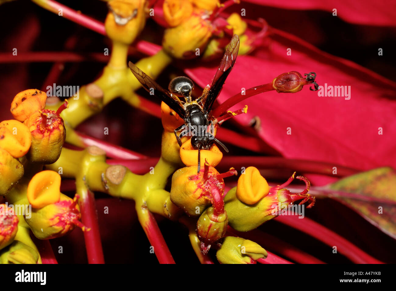 Bird eating wasps hi-res stock photography and images - Alamy