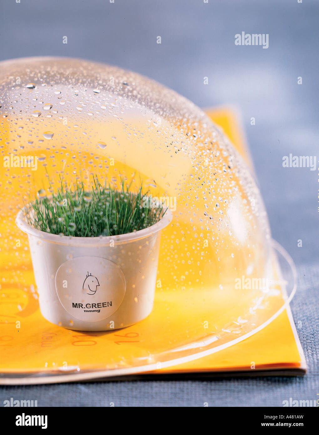 Potted plant on magazines Stock Photo - Alamy