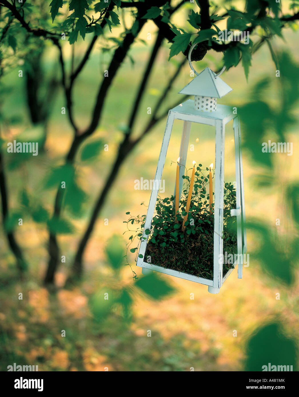 Candle hanging in tree outdoors hi-res stock photography and images - Alamy