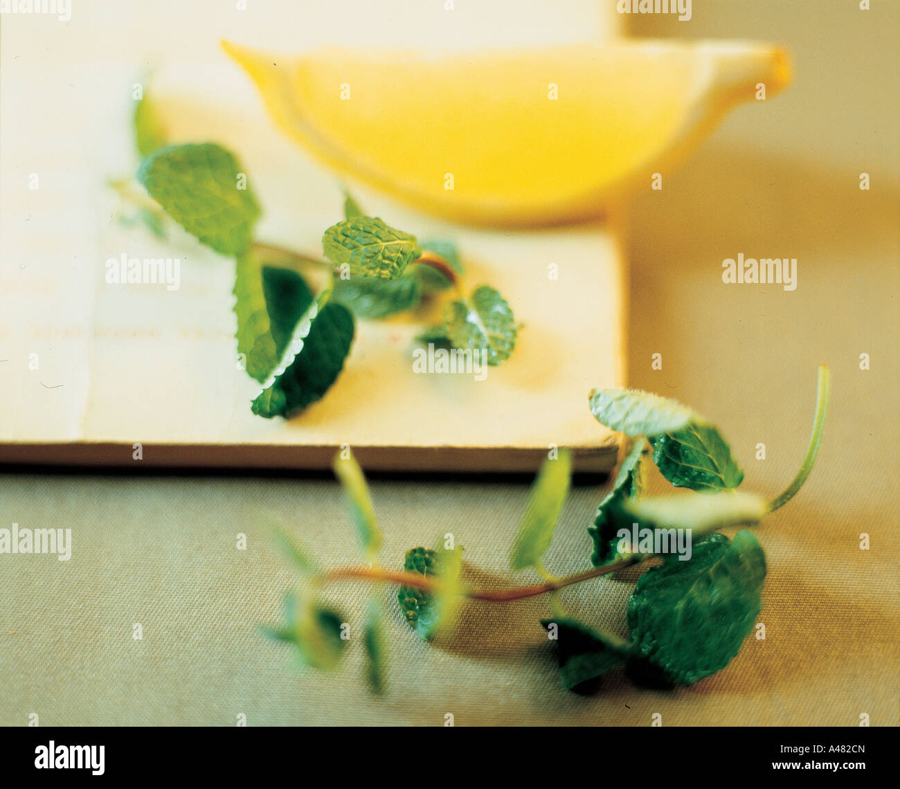 Close-up of leaves with a lemon slice Stock Photo - Alamy